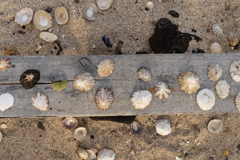 Sea Shells on a Bench an on a Beach in Lanzarote, Spain Stock Image ...