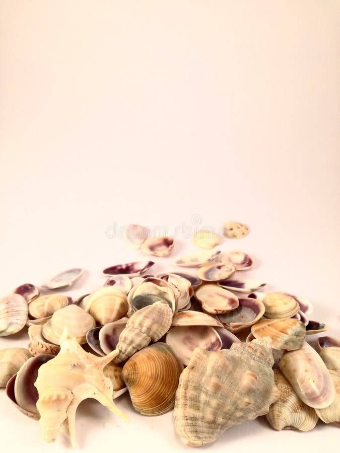 Sea shells in a bunch stock image. Image of scallop - 103874991