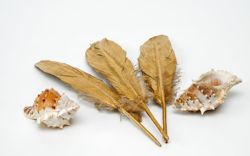 Sea Shells and Bird Feathers Stock Photo - Image of background, pattern ...