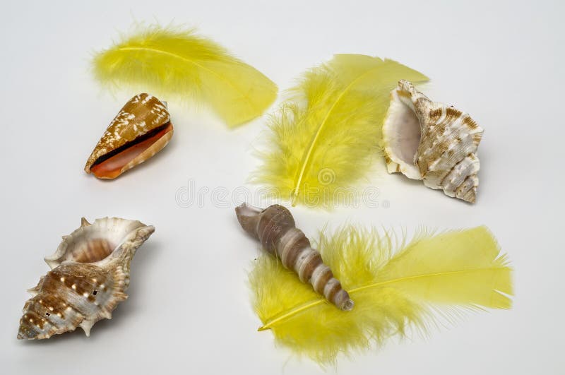 Sea Shells and Bird Feathers Stock Image - Image of delicate, light ...