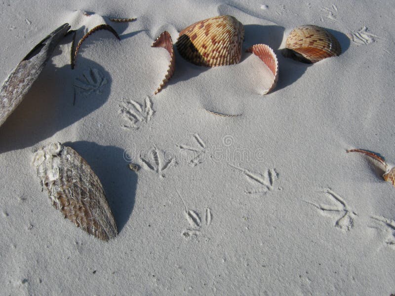 Sea shells and bird tracks stock photo. Image of travel - 35843200