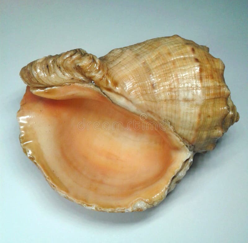 Sea Shells of the Black Sea Stock Photo - Image of seashells, seashell ...