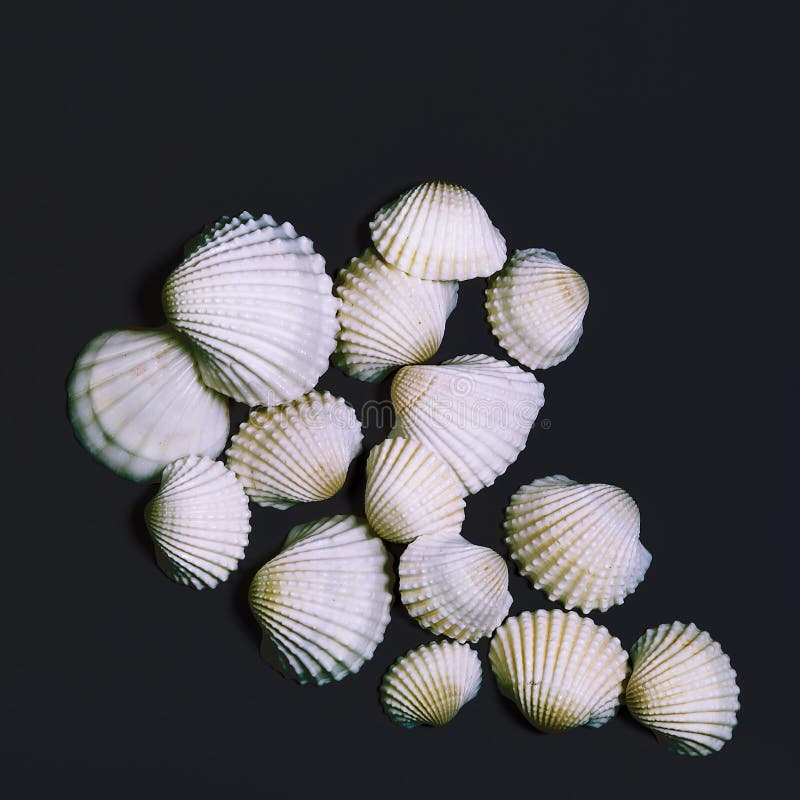 Sea Shells on a Black Background Stock Photo - Image of background ...