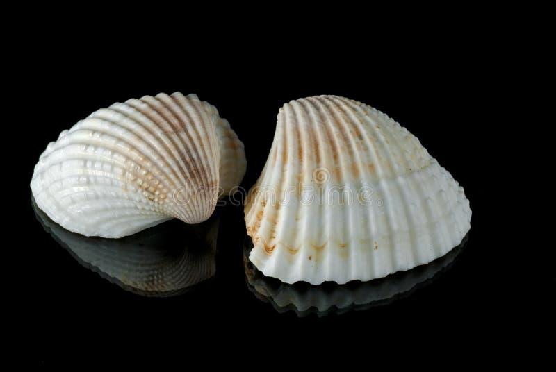 Sea Shells On A Black Background Stock Image - Image of natural ...