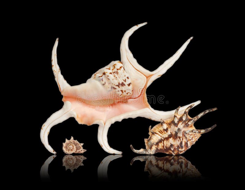 Sea Shells on Black Background. Stock Photo - Image of cockleshell ...