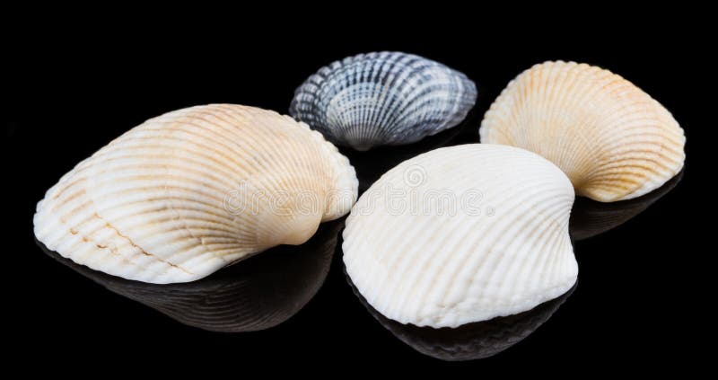 Sea Shells on Black Background. Close Up Stock Image - Image of close ...