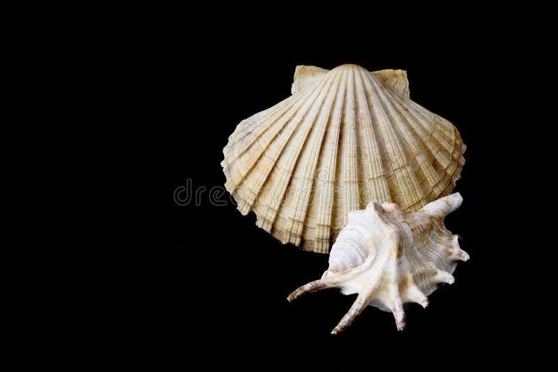 Sea Shells on a Black Background Stock Photo - Image of shell ...