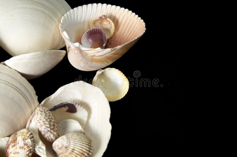 Sea Shells on Black Background Stock Photo - Image of ridged, natural ...