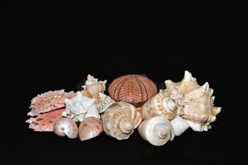 Sea Shells Black Background Stock Photo - Image of shells, rapana ...