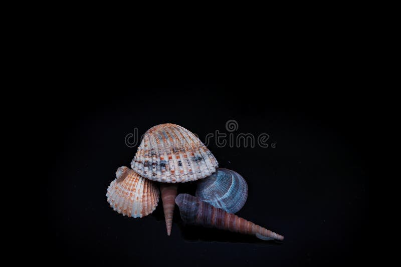 Sea ??shells on Black Background. Ligurian Coast Stock Photo - Image of ...