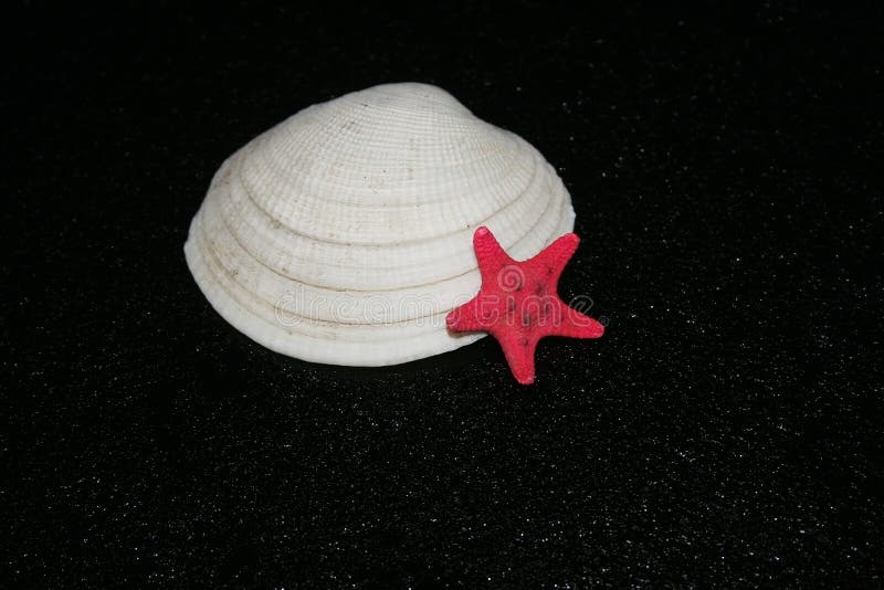 Sea Shells with Black Textured Background Wallpaper, Stock Image ...