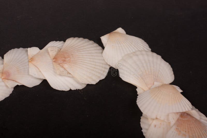 Sea Shells on a Black Background Stock Image - Image of nature, blue ...