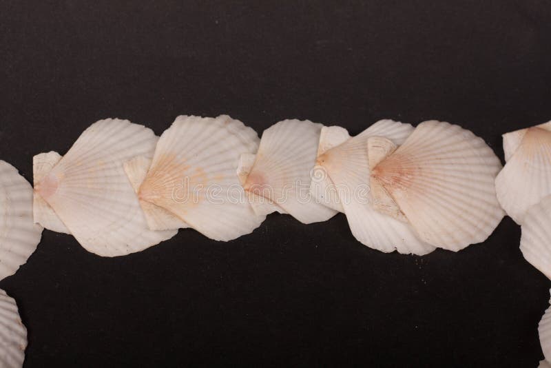 Sea Shells on a Black Background Stock Image - Image of sand, food ...