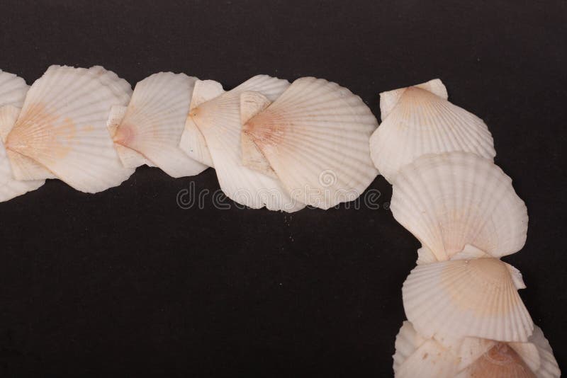 Sea Shells on a Black Background Stock Image - Image of nature, blue ...