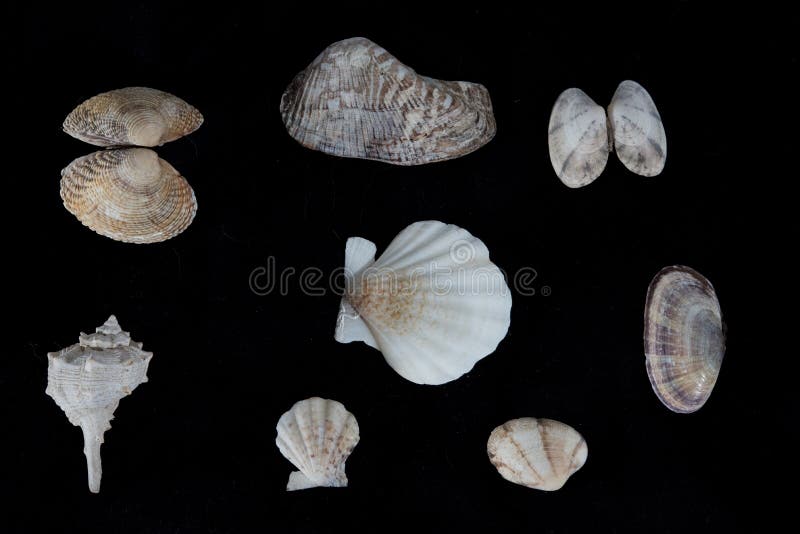 Sea shells stock image. Image of coast, empty, element - 86597967
