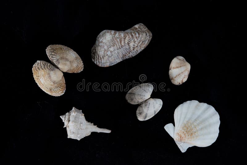 Sea shells stock photo. Image of coast, element, coral - 86598056