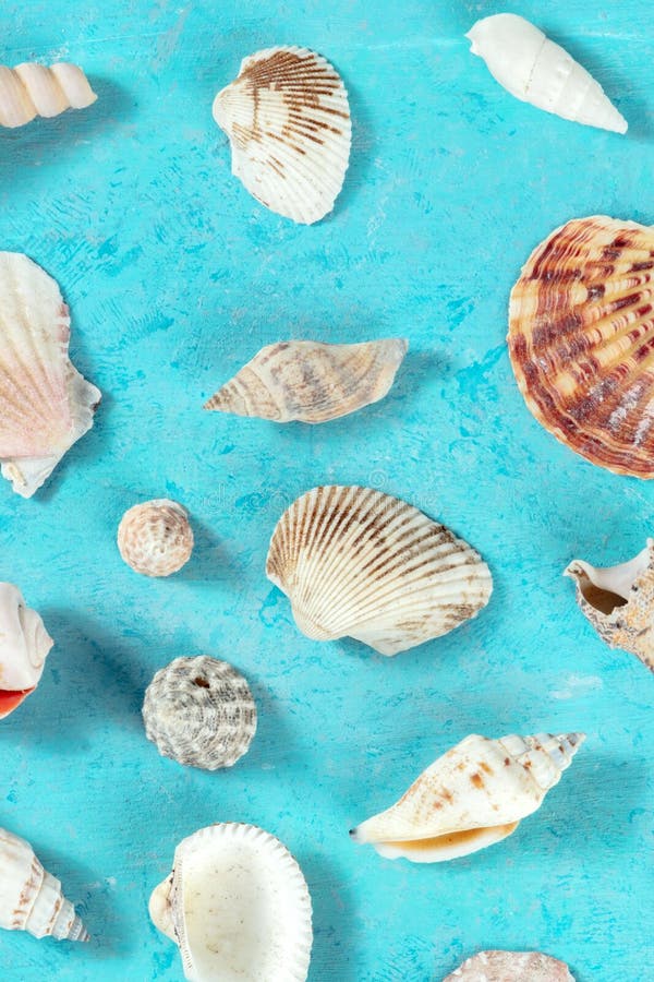 Sea Shells on Blue, a Vibrant Overhead Shot Stock Image - Image of ...
