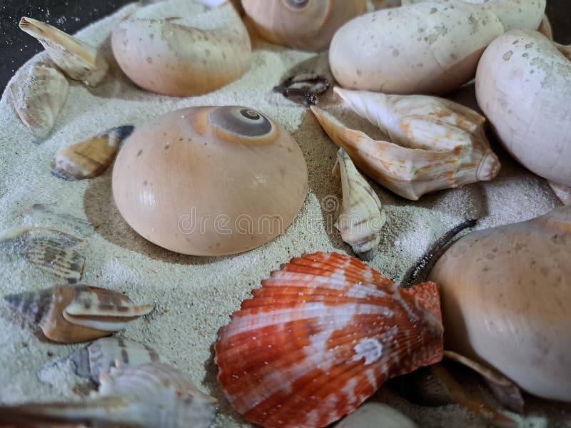 The sea shells in the bowl stock image. Image of bowl - 277075131