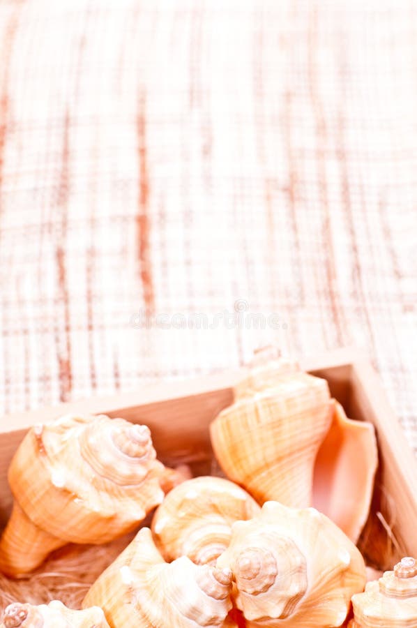 Sea Shells in a Box on a Coconut Mat Stock Image - Image of group ...
