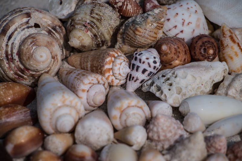 Sea Shells Brown and White and Sandy on Beach Stock Image - Image of ...