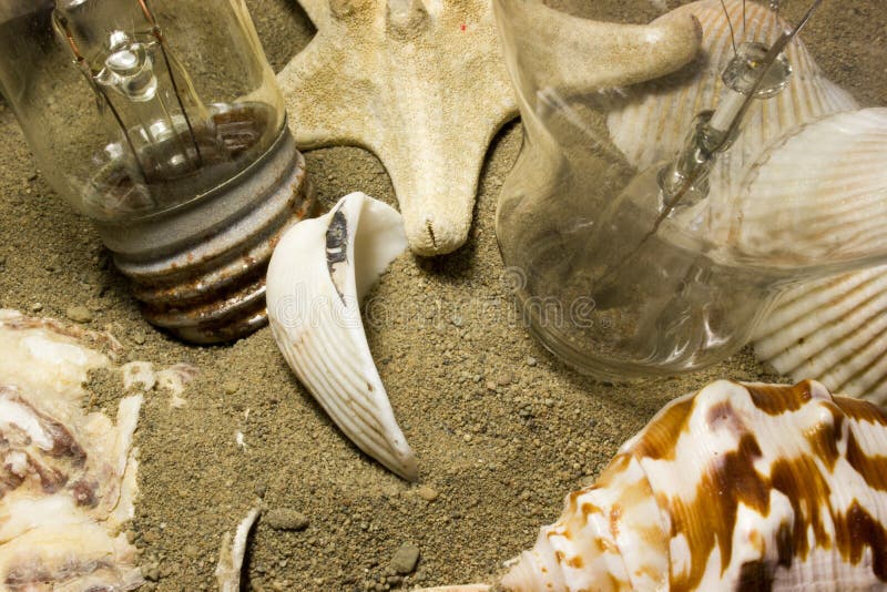 Sea Shells Bulbs Stock Photos - Free & Royalty-Free Stock Photos from ...