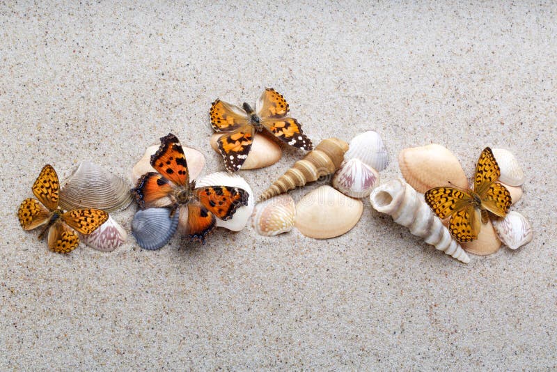 Sea Shells and Butterfly on Sand Stock Photo - Image of clean, light ...