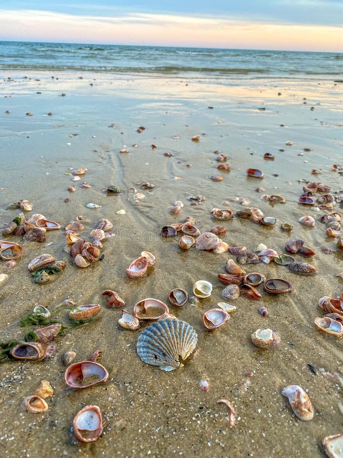 Sea Shells on a Cape Code Beach Stock Photo - Image of cape, march ...