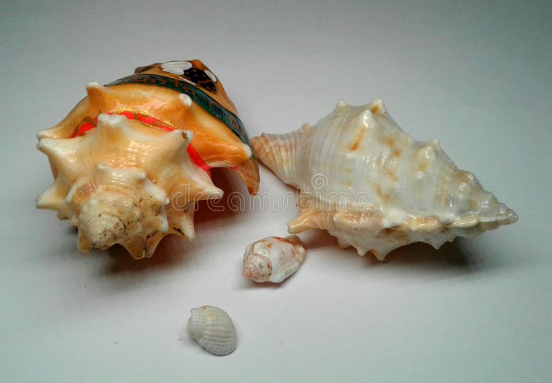 Sea Shells Caribbean on White Stock Photo - Image of caribbean, shells ...