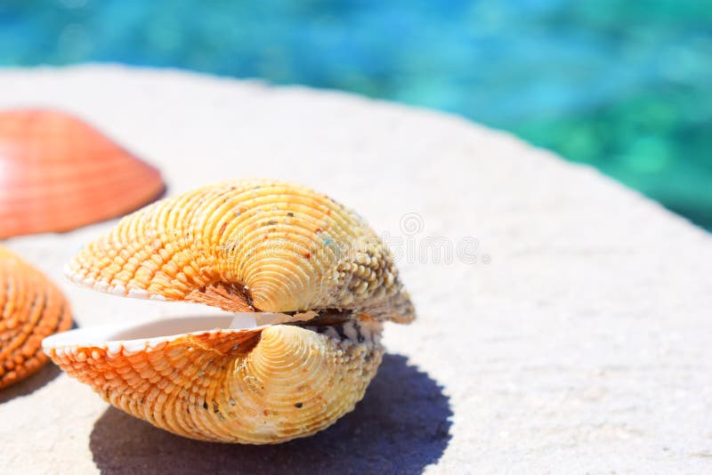 Sea shells stock image. Image of rest, europe, treasures - 97279129