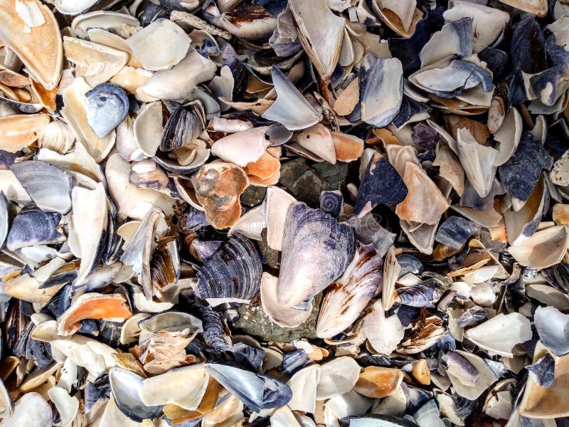 Sea shell stock image. Image of blue, shell, bright - 122112365