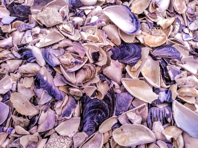 Sea shell stock photo. Image of ceream, bright, colors - 122112414
