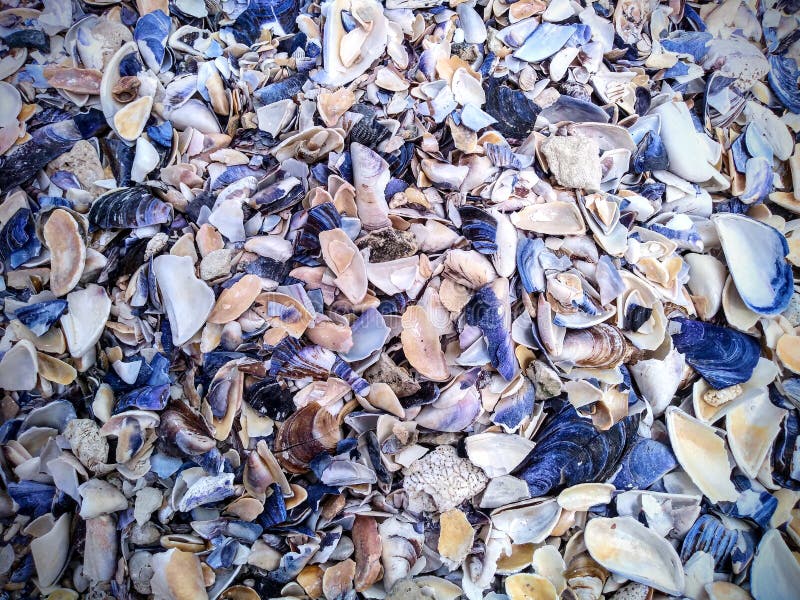 Sea shell stock photo. Image of bright, shell, colors - 122112582