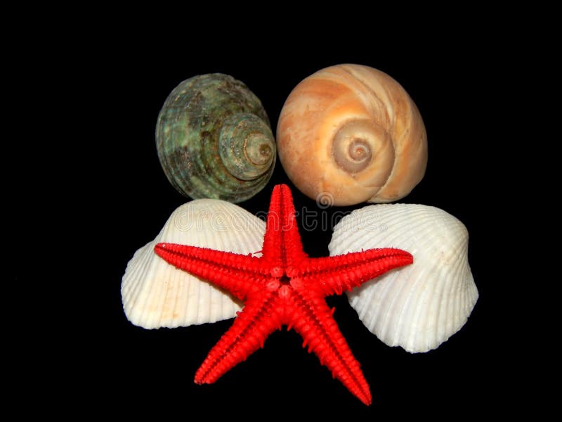 Sea Shells Close-up on a Black Background Stock Image - Image of marine ...
