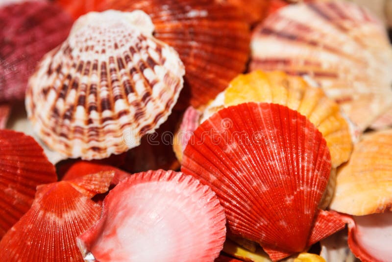 Sea Shells Close Up in Santa Maria Beach - Cape Verde Stock Photo ...