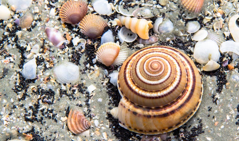 Sea Shells in Close Up View. Stock Image - Image of marin, natural ...