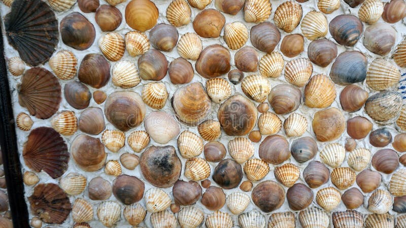 Sea shells stock photo. Image of travel, building, apartment - 90333140