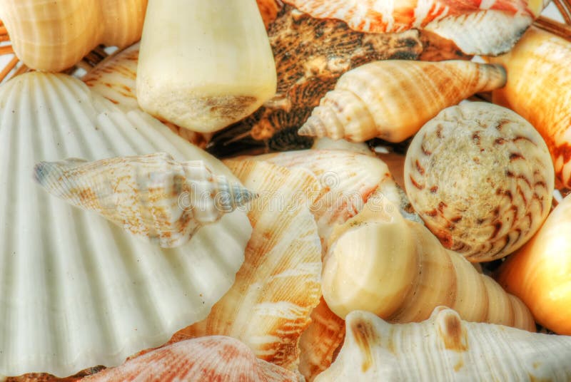 Sea shells in closeup stock image. Image of shell, island - 3600177