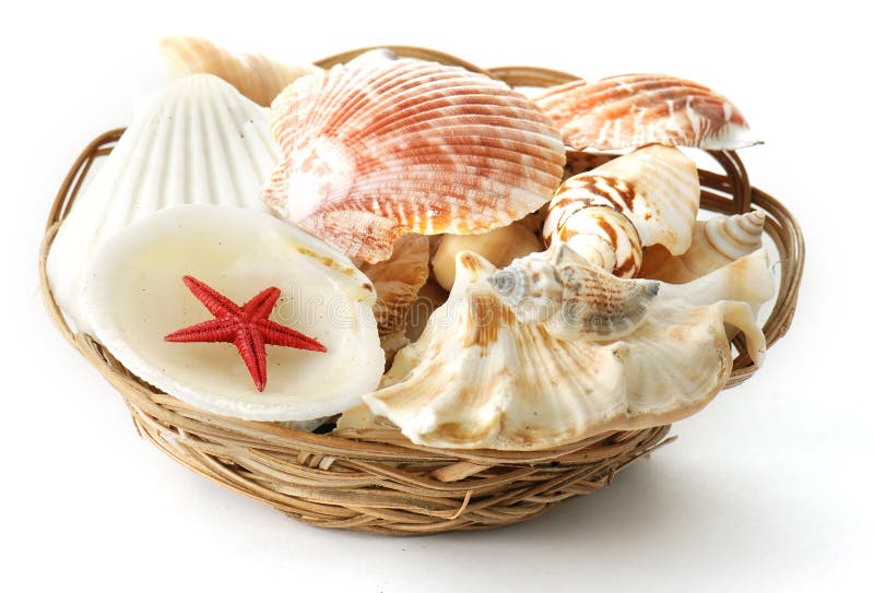Sea shells in closeup stock image. Image of environment - 3600181