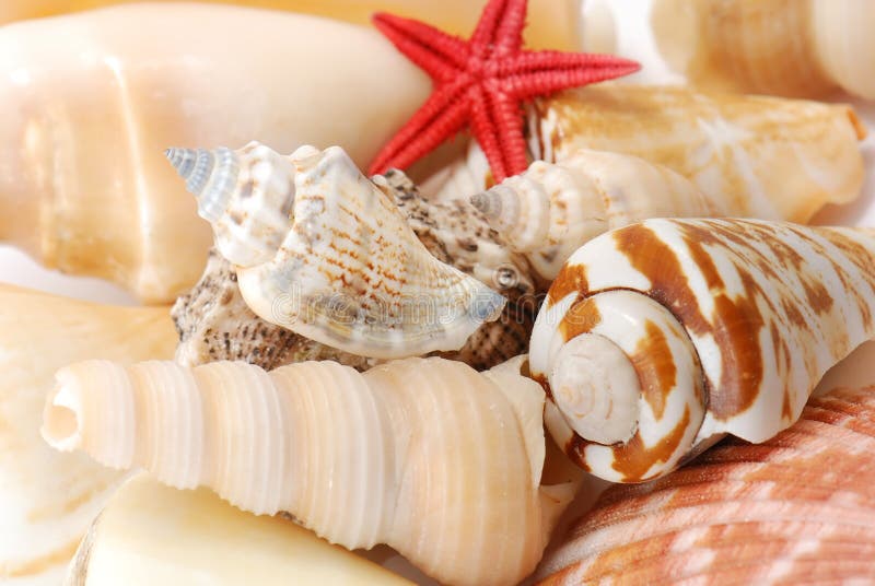 Shells - sea still life stock photo. Image of composition - 5184040