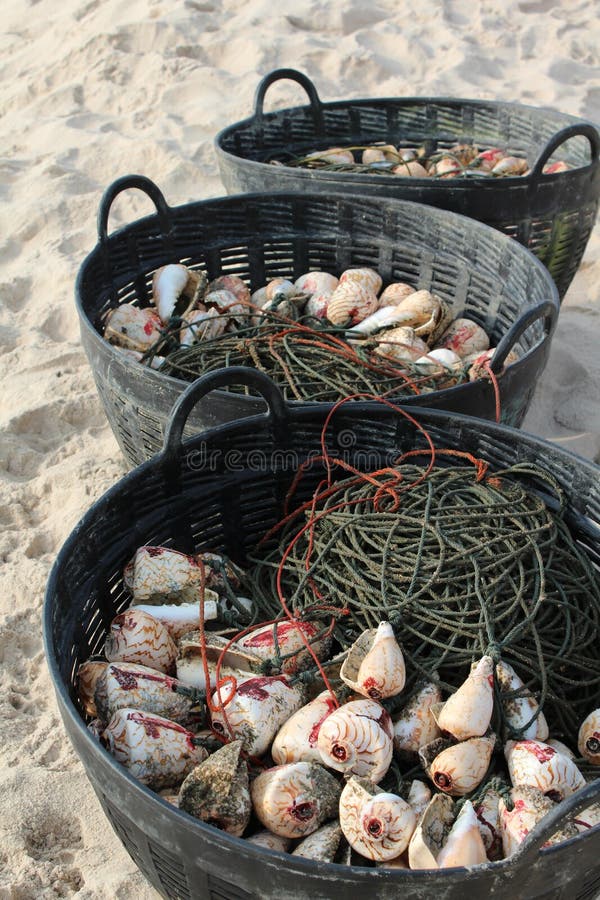 Sea shells stock photo. Image of conch, baskets, container - 40990860