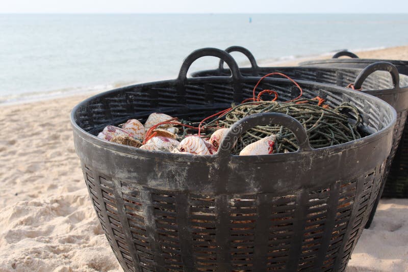 Sea shells stock photo. Image of basket, crust, filled - 40990878