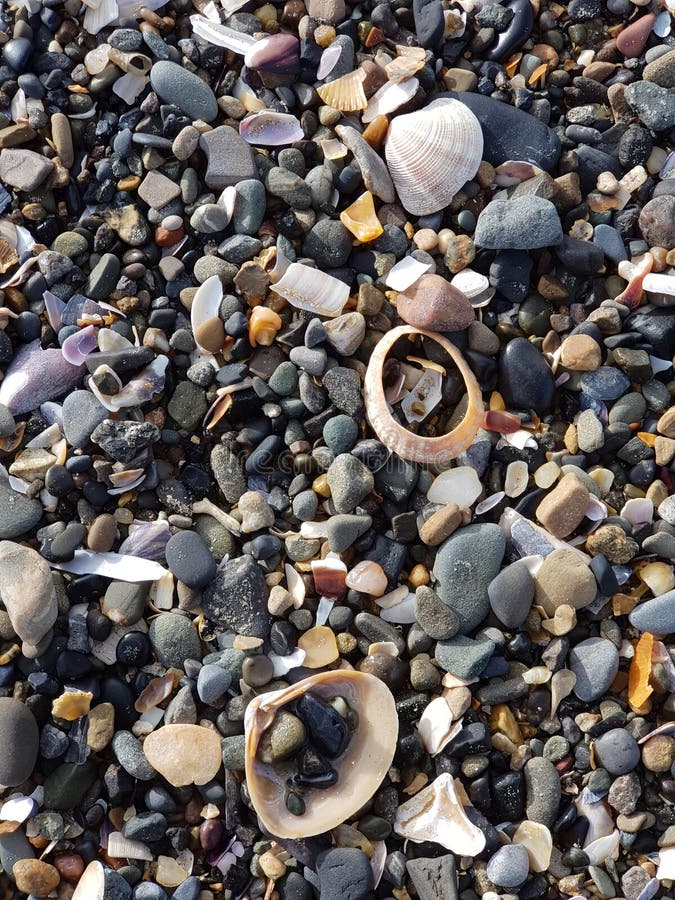 Sea shells closeup stock photo. Image of view, shells - 139674408