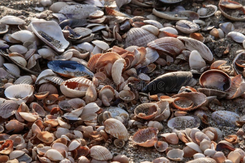 Sea shells. Coast. Beach stock image. Image of coast - 111517885