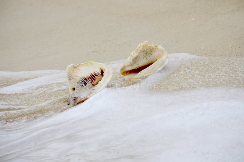 Sea shells stock image. Image of coast, running, shore - 42701051