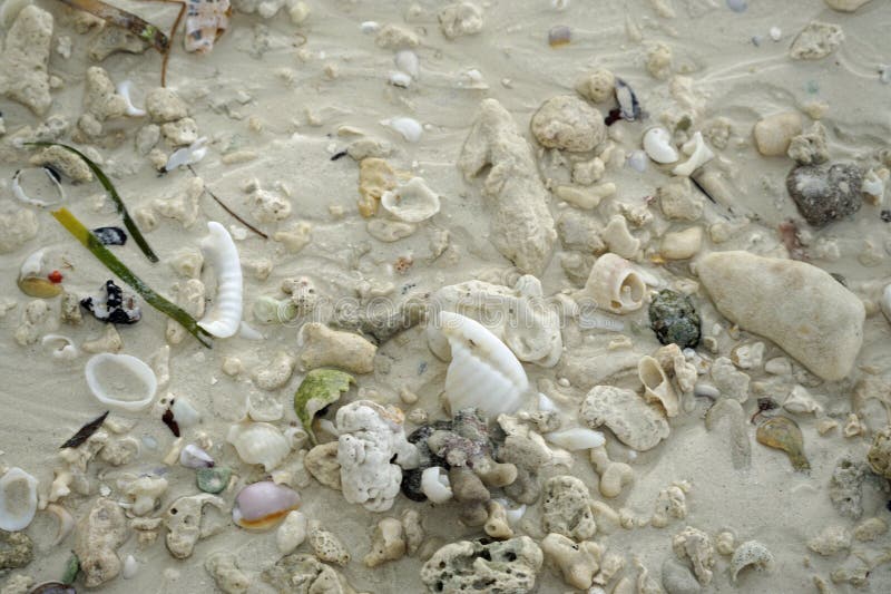 Sea Shells at the Coast of Zanzibar Stock Photo - Image of zanzibar ...