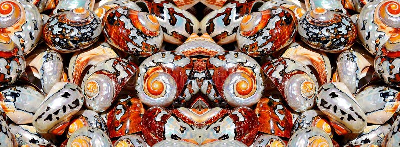 Shells collage stock image. Image of ecology, symbol - 16618613
