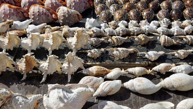 Sea Shells Collected on Zanzibar Beach Stock Photo - Image of africa ...