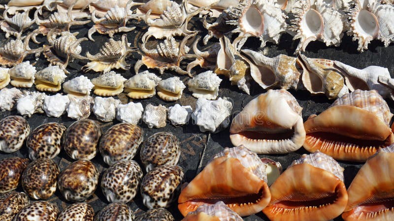 Sea Shells Collected on Zanzibar Beach Stock Image - Image of wildlife ...