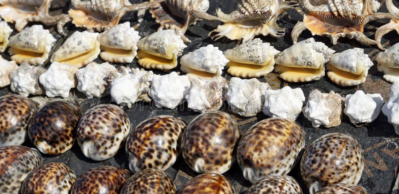 Sea Shells Collected on Zanzibar Beach Stock Image - Image of ecosystem ...