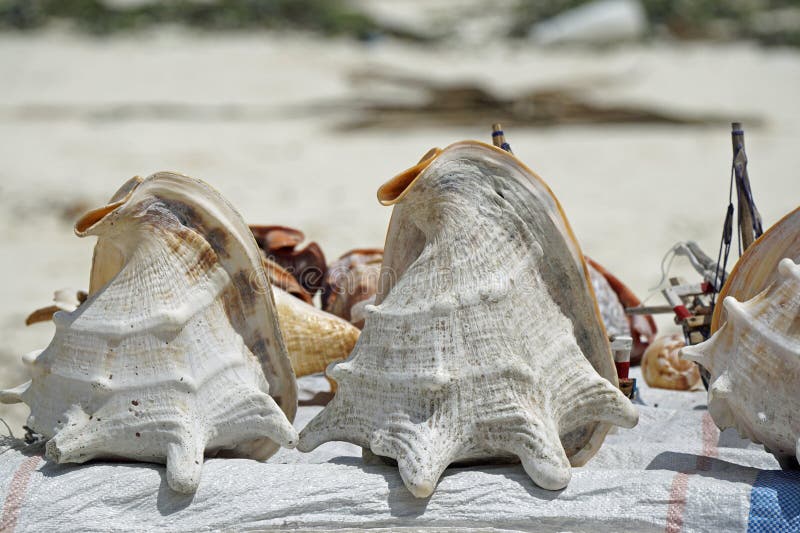 Sea Shells Collected on Zanzibar Beach Stock Image - Image of summer ...